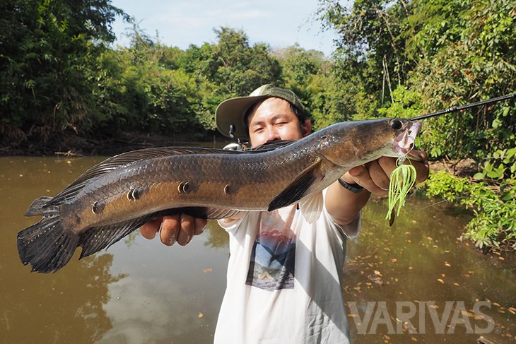 Journey to meet Malaysian and Indian Snakehead with the new lineup of ...