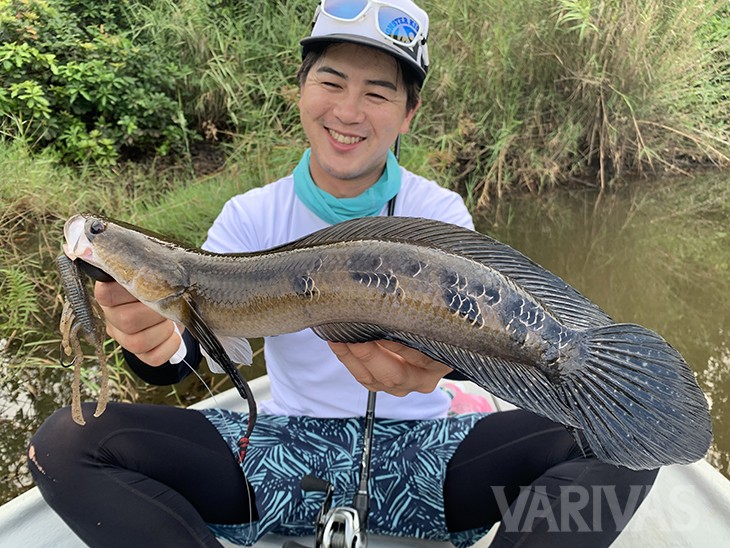 Journey to meet Malaysian and Indian Snakehead with the new lineup of ...