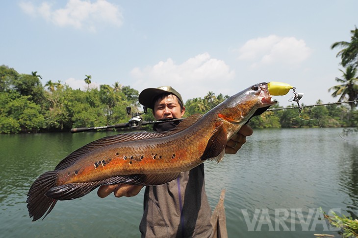 Journey to meet Malaysian and Indian Snakehead with the new lineup of ...