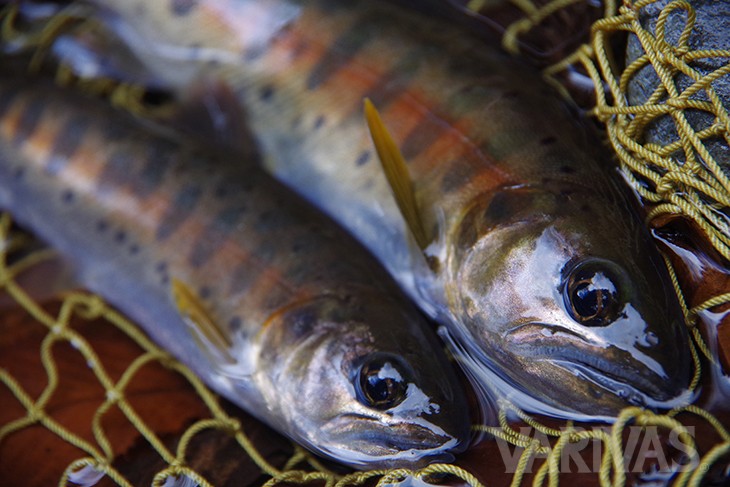 Japan’s 2020 Season for ‘Stream Fishing Kingdom’ Begins – VARIVAS