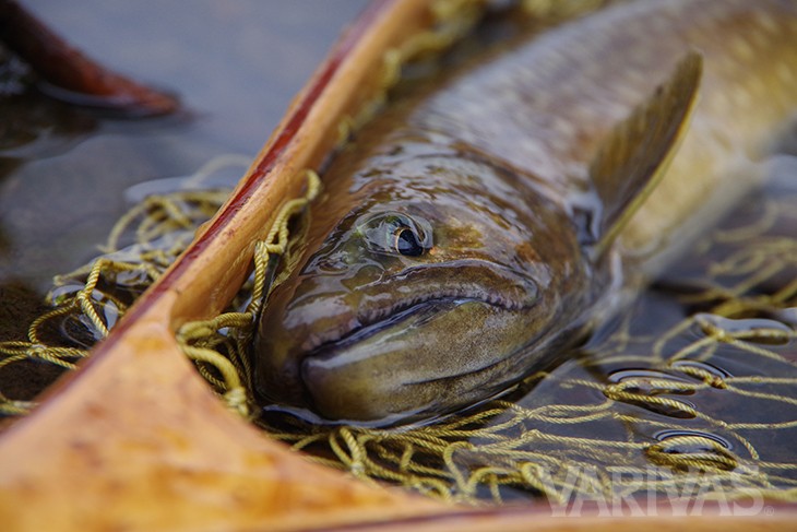 Japan’s 2020 Season for ‘Stream Fishing Kingdom’ Begins – VARIVAS