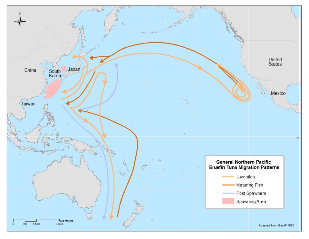 Chasing Bluefin Tuna in the Sea of Tsugaru – VARIVAS