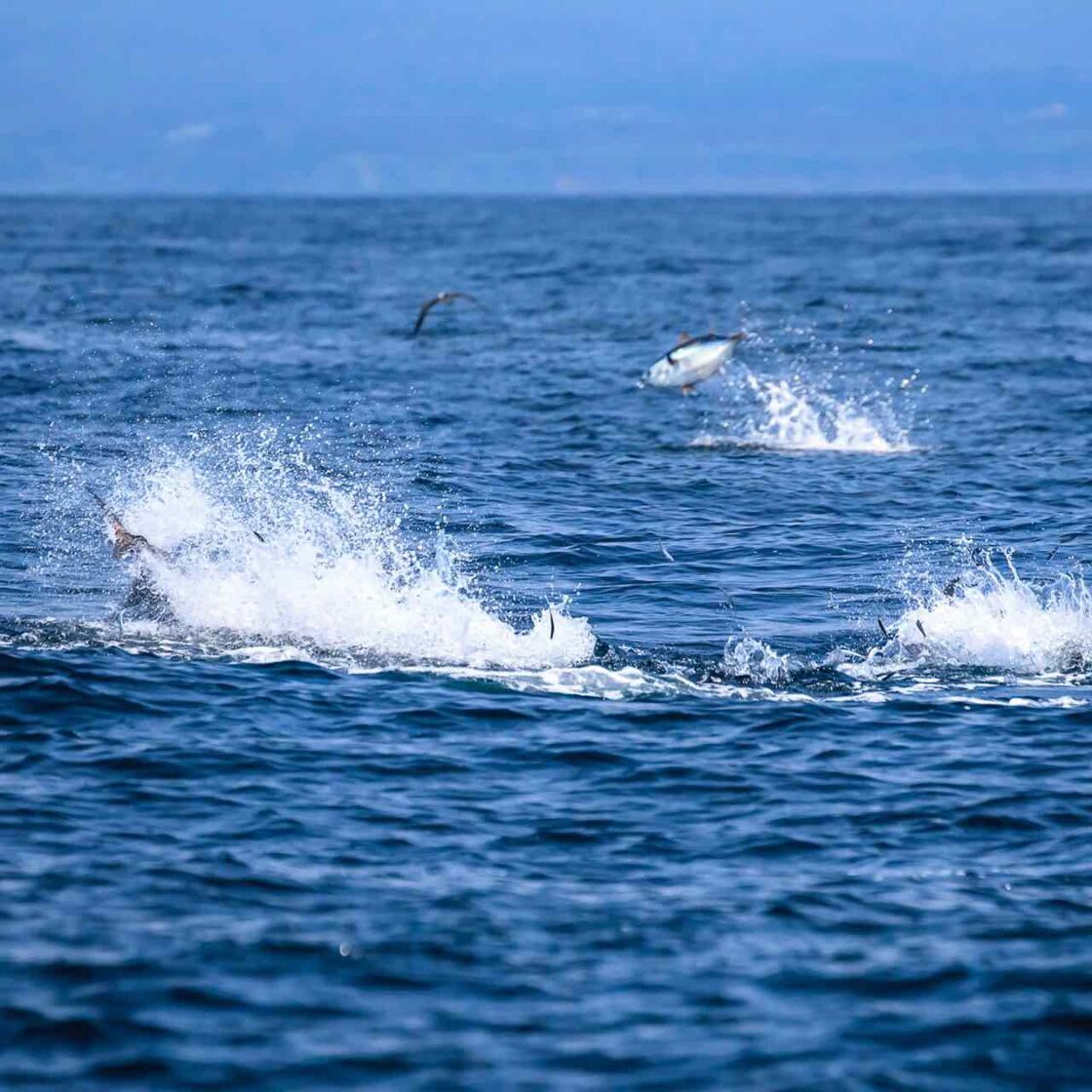 Ultimate Fighting Leader – VARIVAS