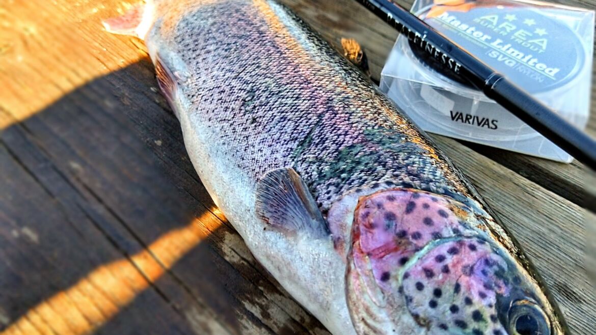 VARIVAS - Official N. American Online Store