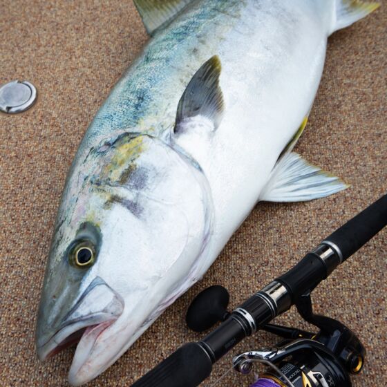 Avani Casting PE SMP X8 Hiramasa Tune – VARIVAS